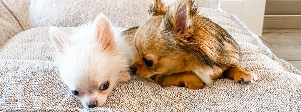 Why Two Dogs Are Better Than One – maxbone