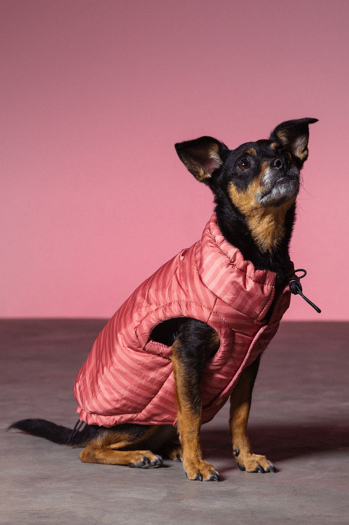 Striped Easy Fit Jacket – maxbone